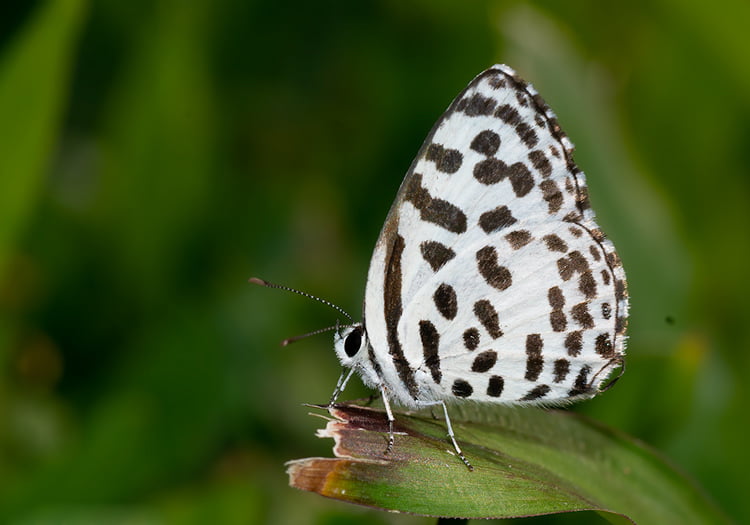 The Common Pierrot (Castalius rosimon) - Bali Wildlife
