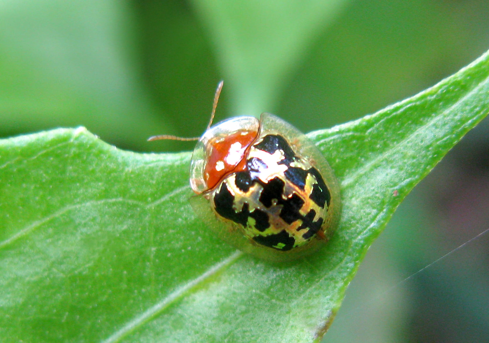 Tortoise Beetle (Cassida triangulum) - Bali Wildlife