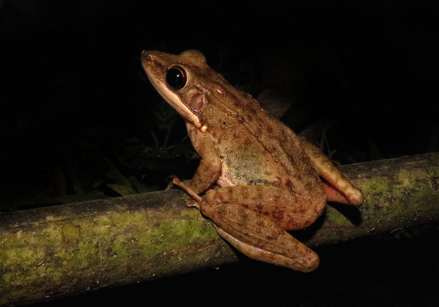 Java White-lipped Frog (Chalcorana chalconota) - Bali Wildlife