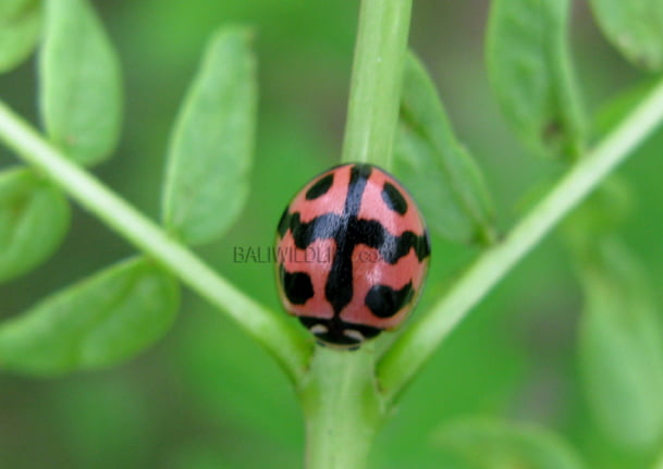 Six-spotted Zigzag Ladybird (Cheilomenes sexmaculata) - Bali Wildlife