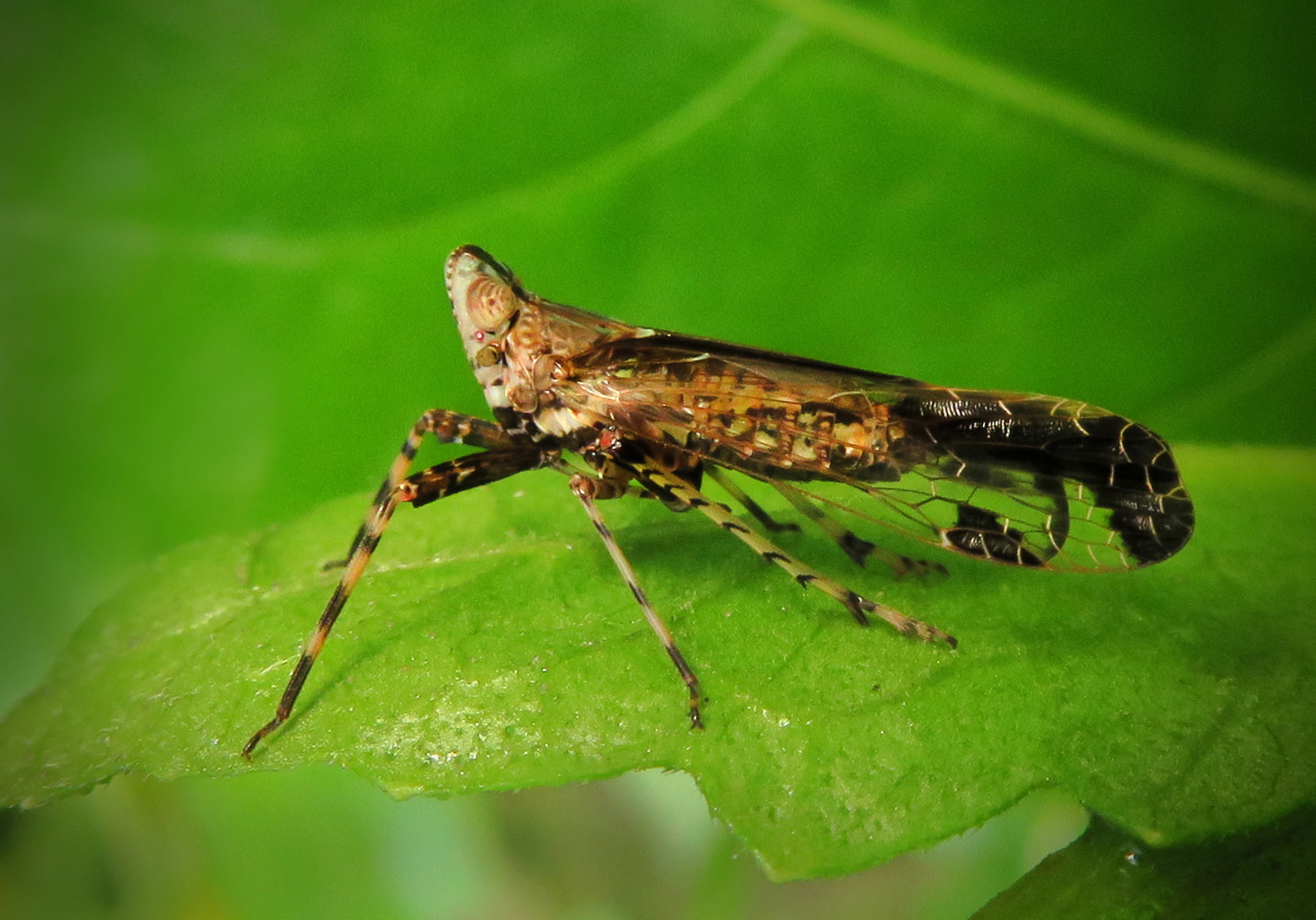 Planthoppers (Orthopagus splendens) - Bali Wildlife