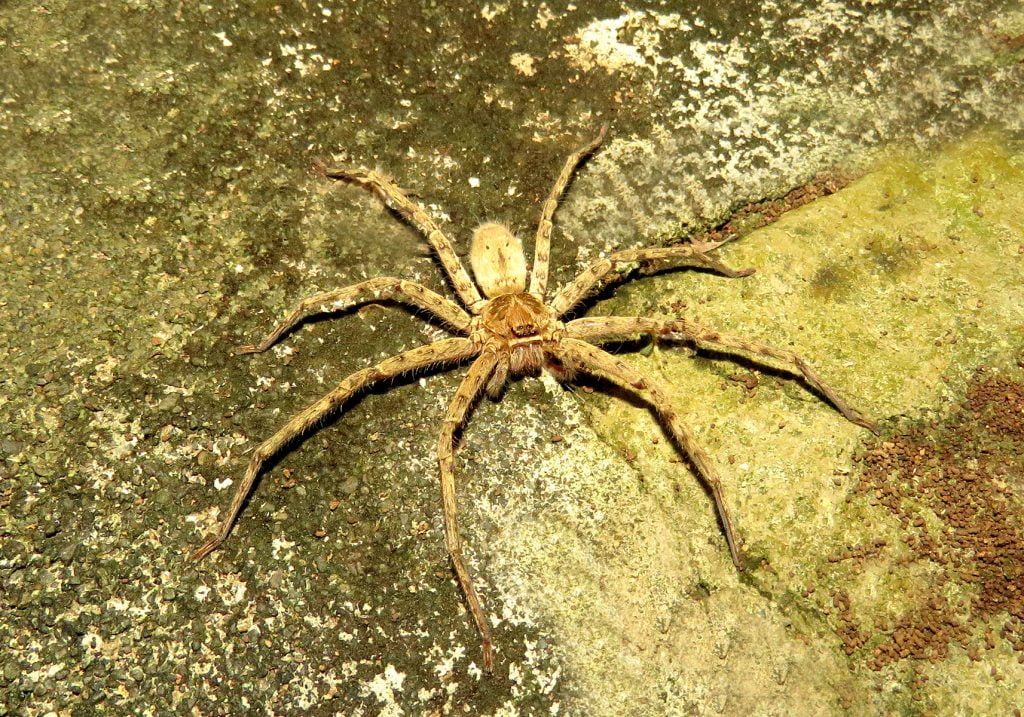 Pantropical Huntsman Spider (Heteropoda venatoria) - Bali Wildlife