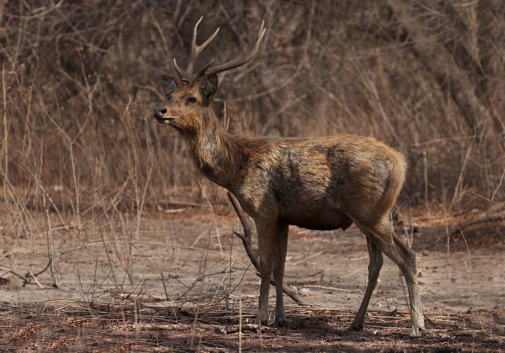 Javan Rusa (Rusa timorensis) - Bali Wildlife
