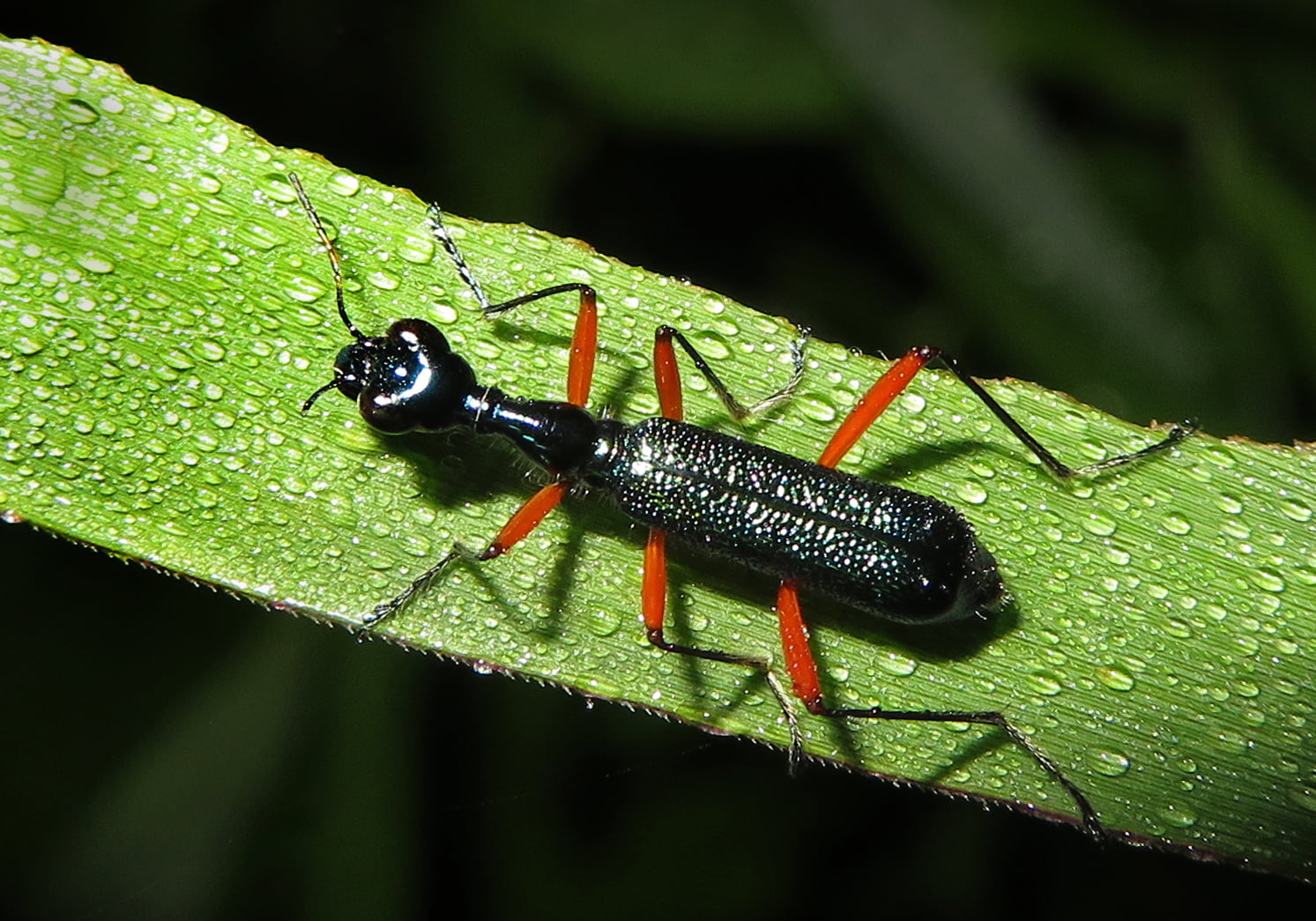 Ground beetle (Neocollyris celebensis) - Bali Wildlife