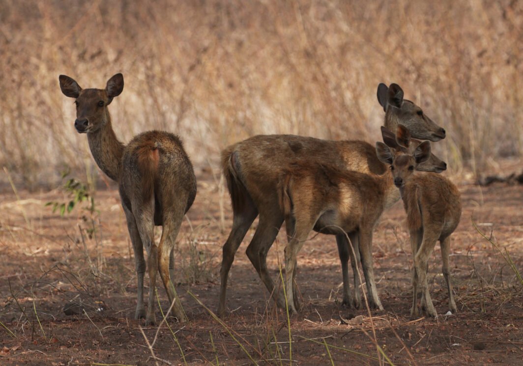Javan Rusa (Rusa timorensis) - Bali Wildlife