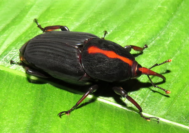 Red Stripe Weevil (Rhynchophorus vulneratus) - Bali Wildlife