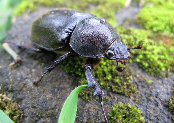 Rhinoceros Beetles (Xylotrupes gideon) - Bali Wildlife