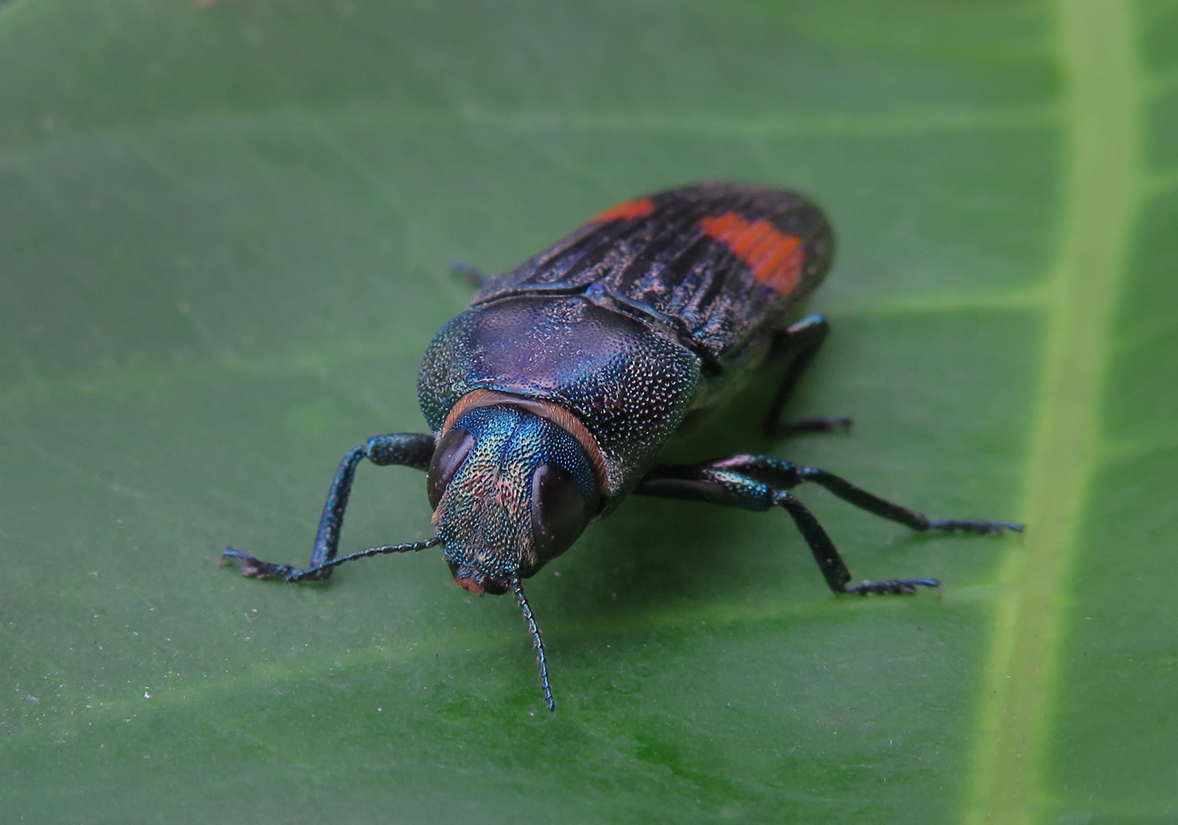 Jewel beetles (Strigoptera bimaculata) - Bali Wildlife