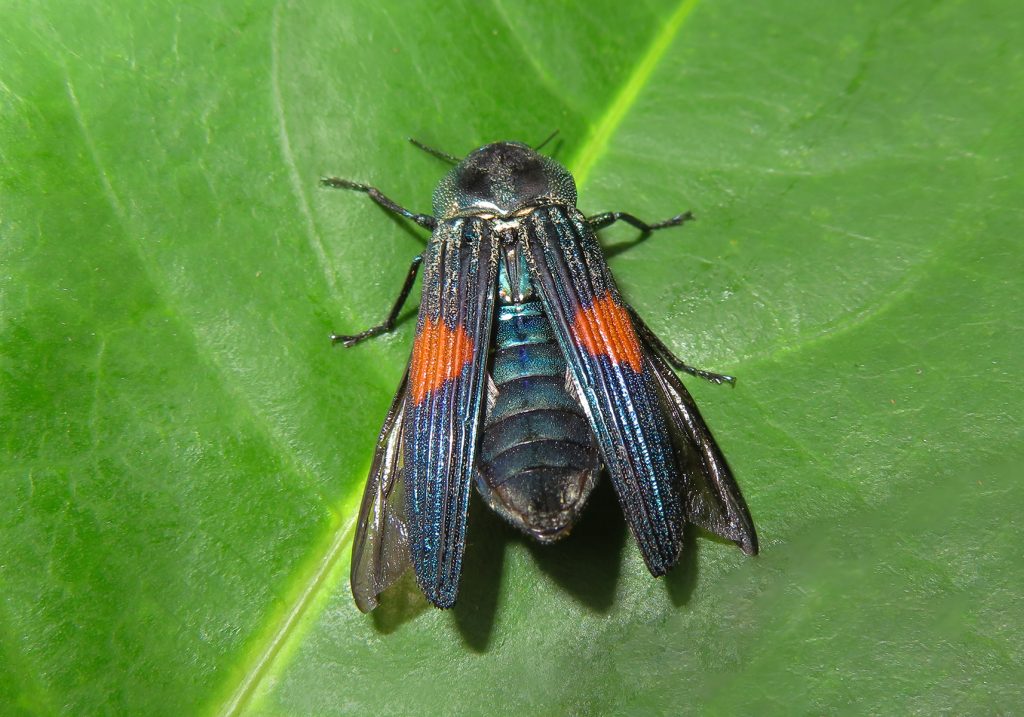 Jewel beetles (Strigoptera bimaculata) - Bali Wildlife