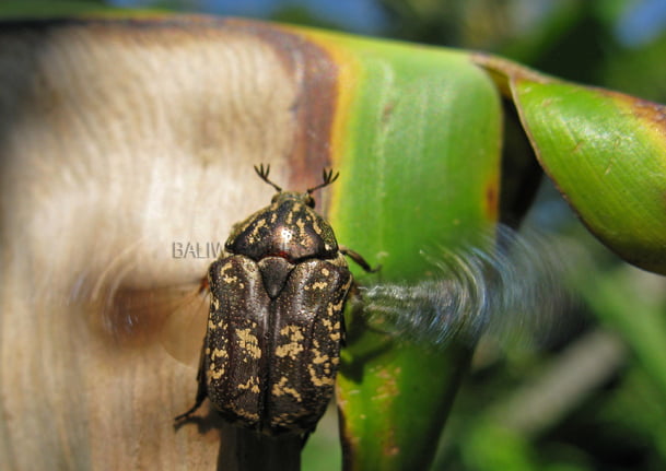 Mango Flower Beetle (Protaetia acuminata) - Bali Wildlife