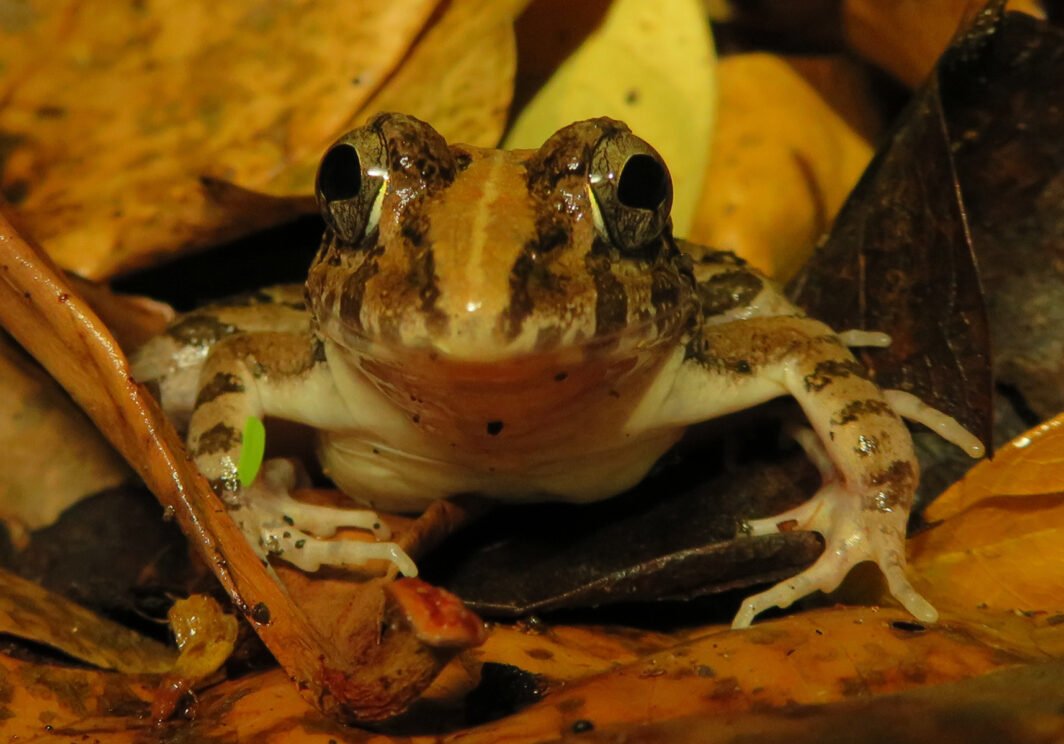 Paddy Field Frog (Fejervarya limnocharis) - Bali Wildlife