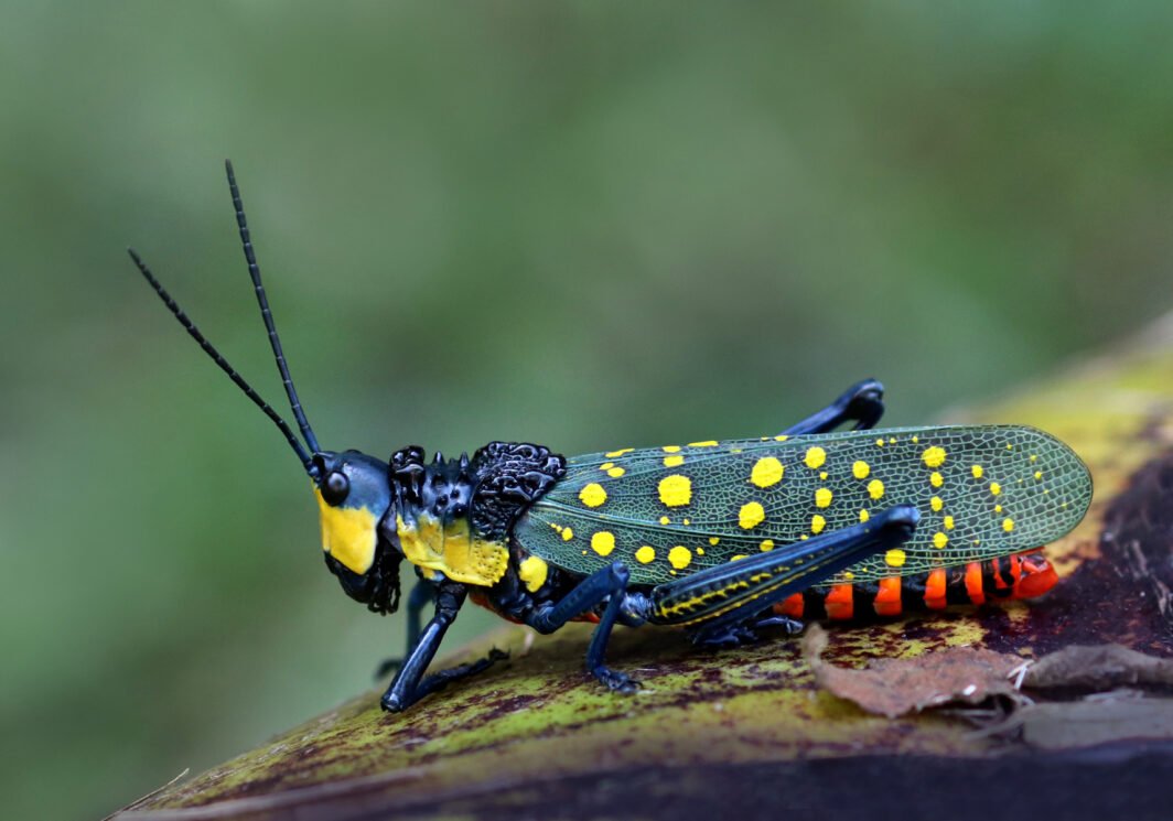 Spotted Locust (Aularches miliaris) - Bali Wildlife