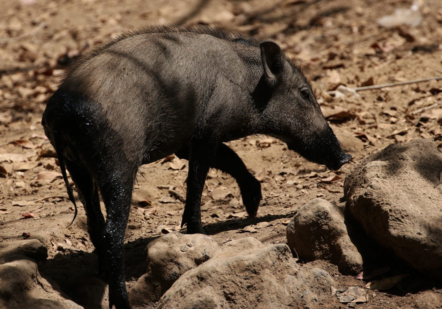 Banded Pig (Sus scrofa ssp. vittatus) - Bali Wildlife