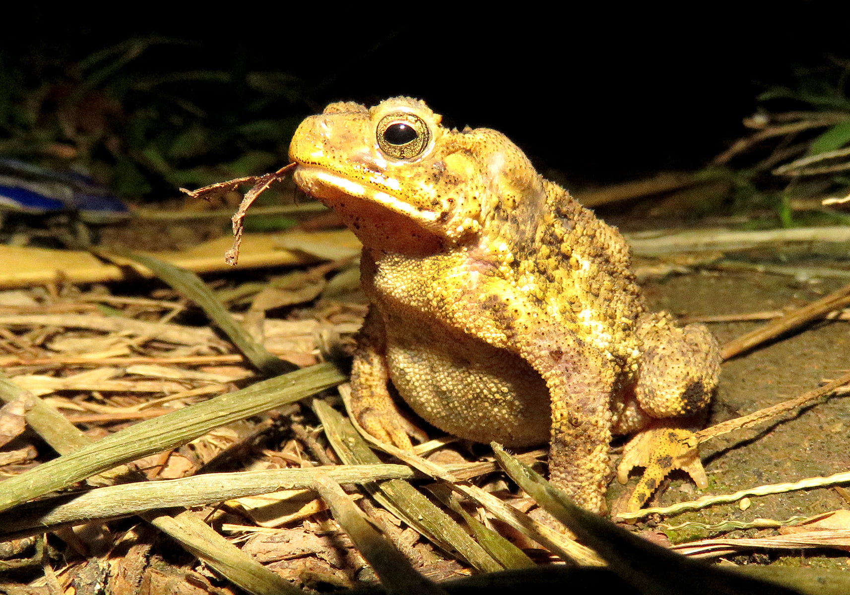 Asian Common Toad (Duttaphrynus melanostictus) - Bali Wildlife