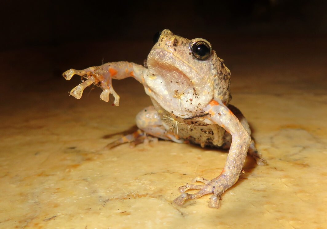 Muller's Narrowmouth Frog (Kaloula baleata) - Bali Wildlife