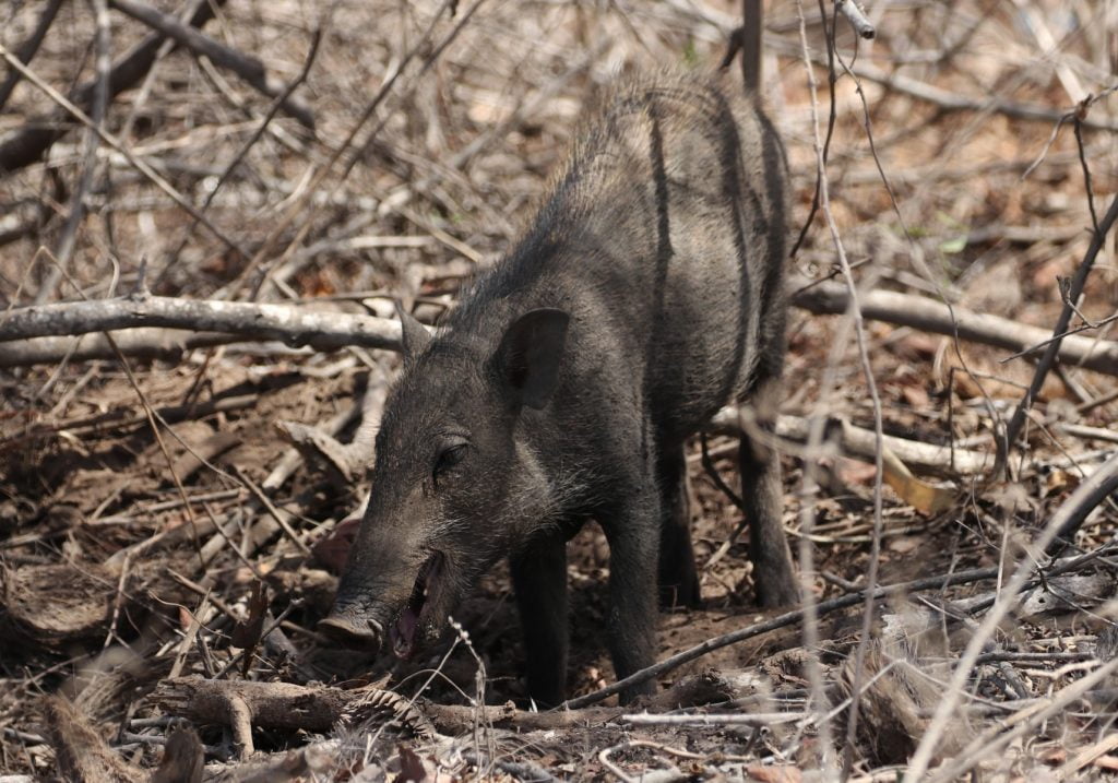 Banded Pig (Sus scrofa ssp. vittatus) - Bali Wildlife