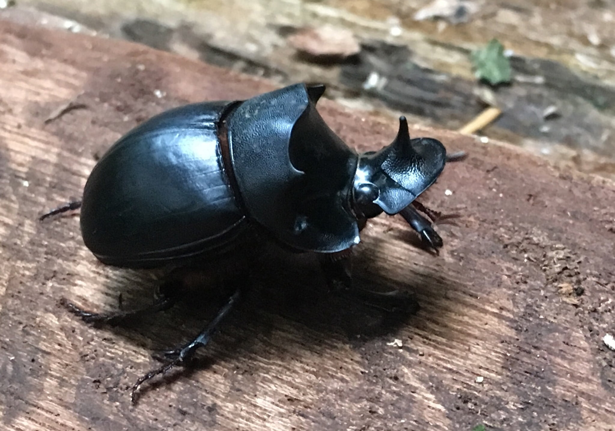 Molossus Dung Beetle (Catharsius molossus) - Bali Wildlife