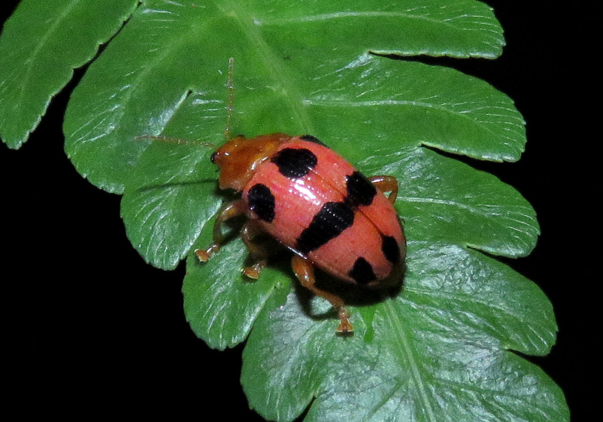 Flea Beetle (Podontia affinis) - Bali Wildlife