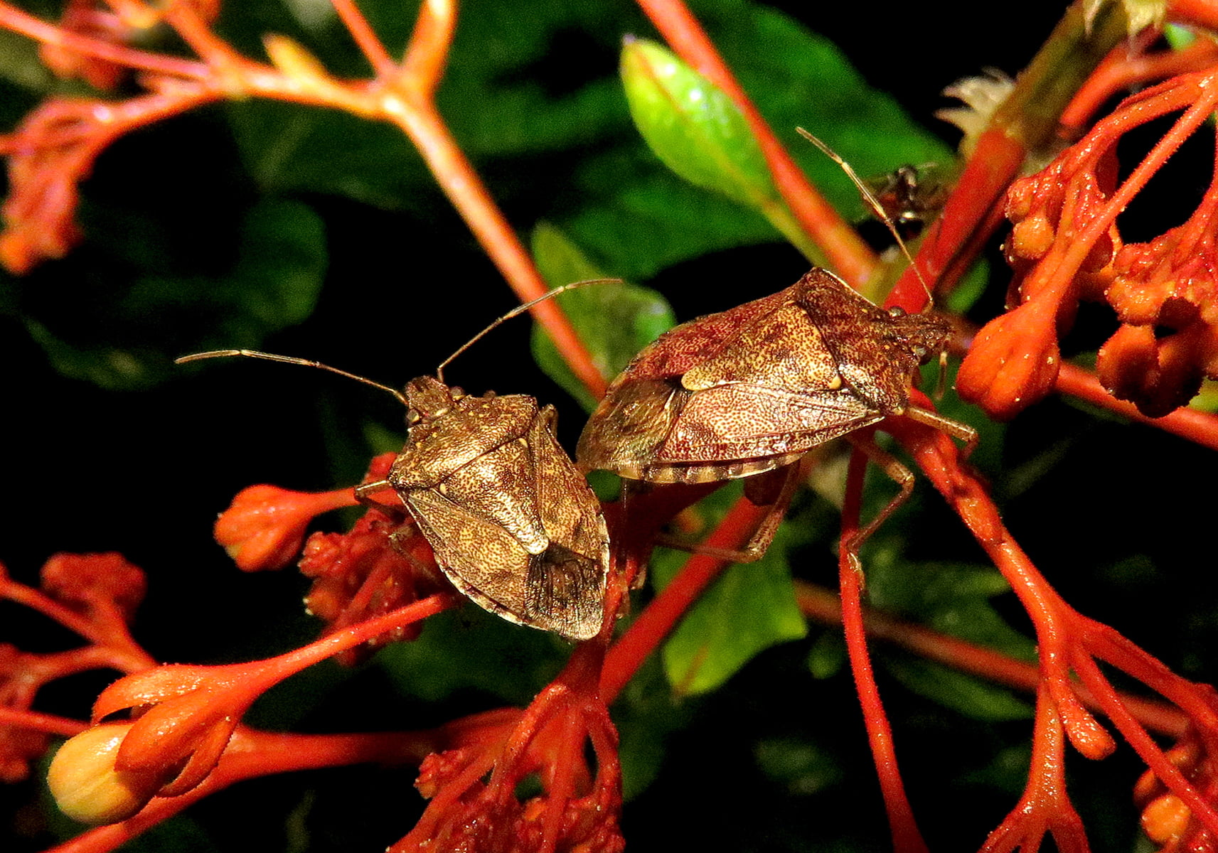 Brown Marmorated Stink Bug (Halyomorpha halys) - Bali Wildlife