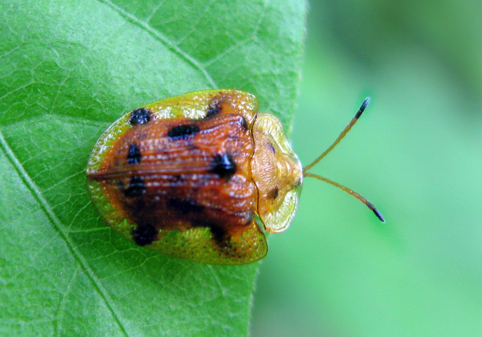 Tortoise Beetle (Laccoptera tredecimpunctata) - Bali Wildlife