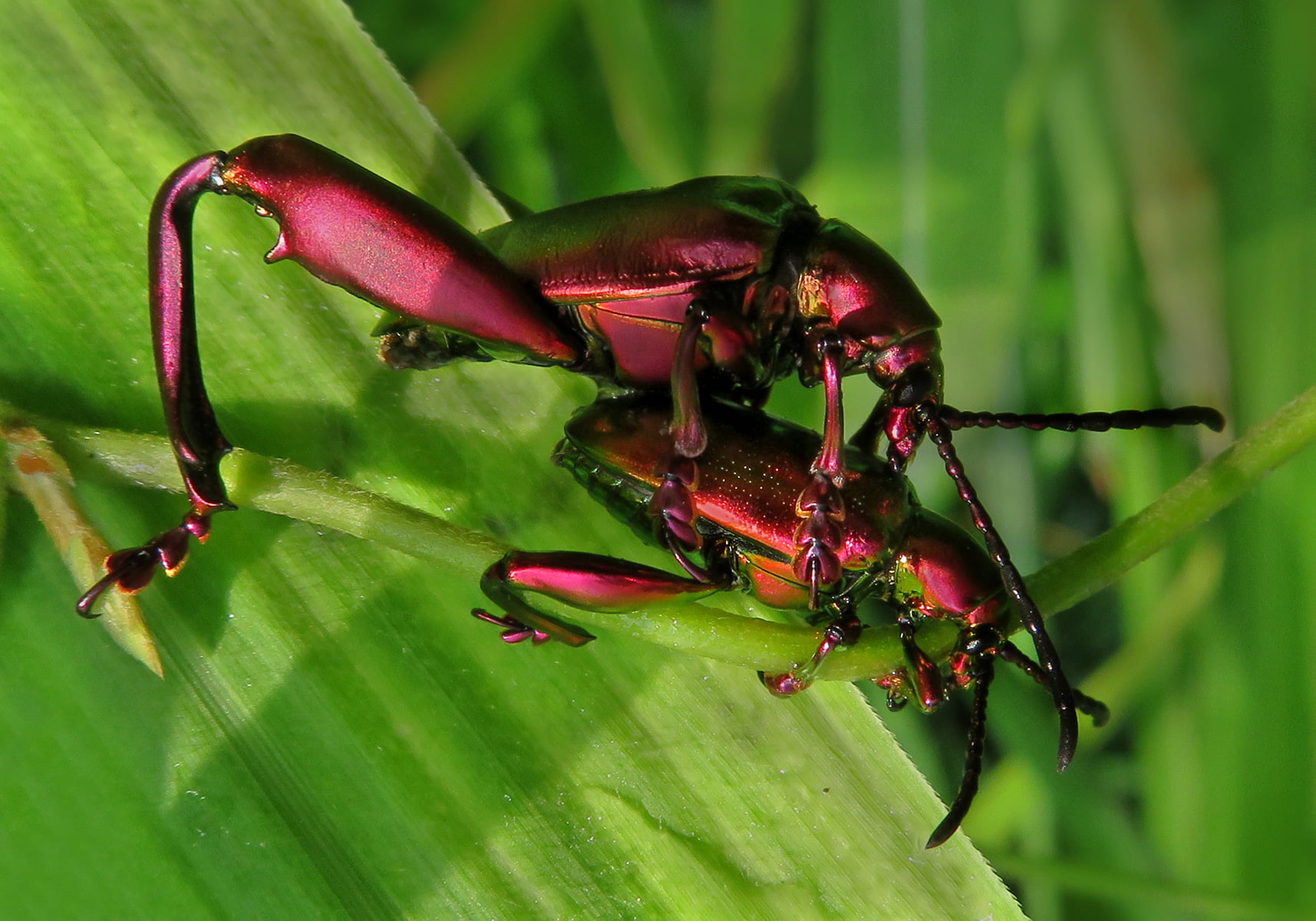 Frog-legged Leaf Beetle (Sagra femorata) - Bali Wildlife