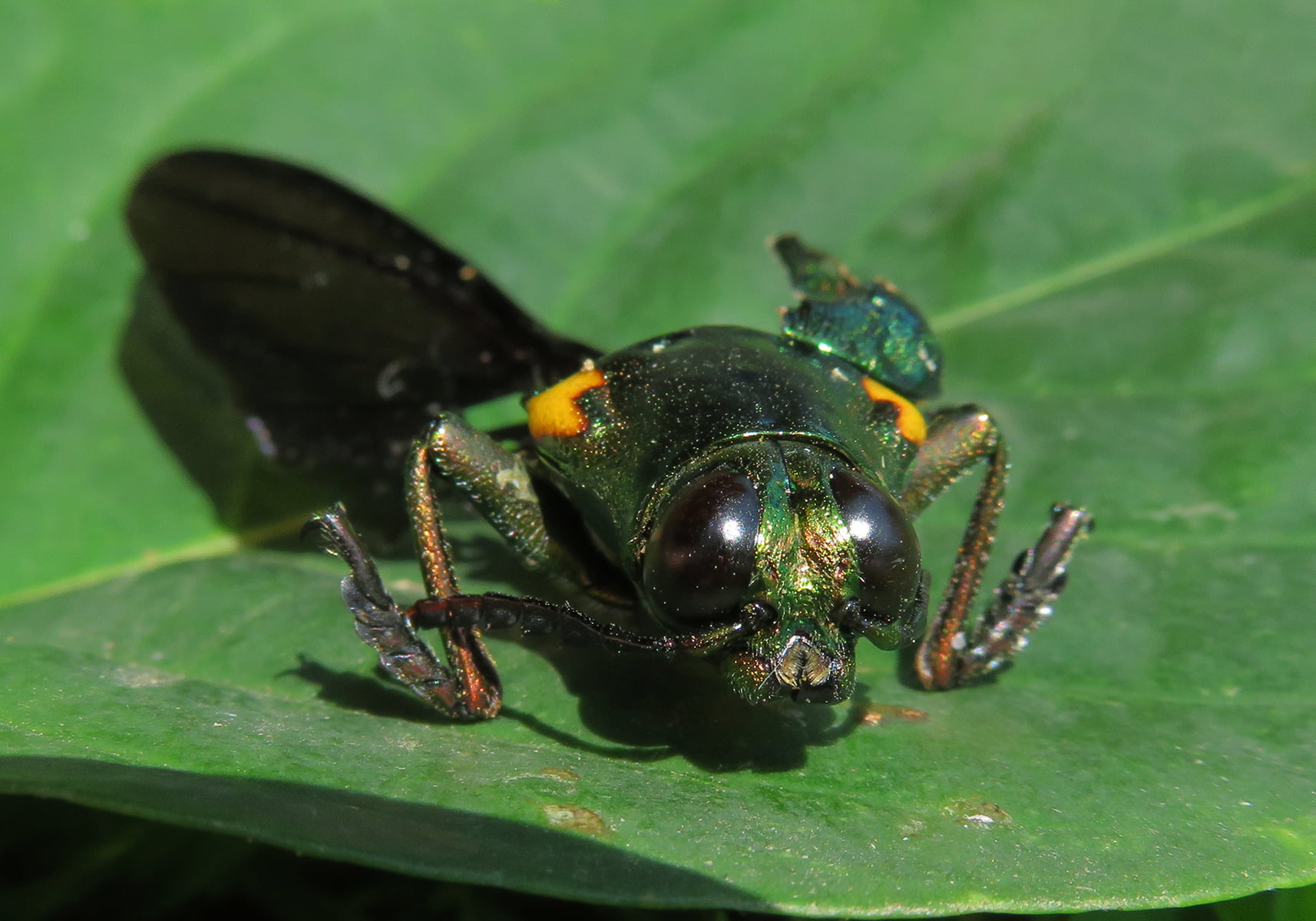 Metallic Wood-boring Beetles (Megaloxantha bicolor) - Bali Wildlife