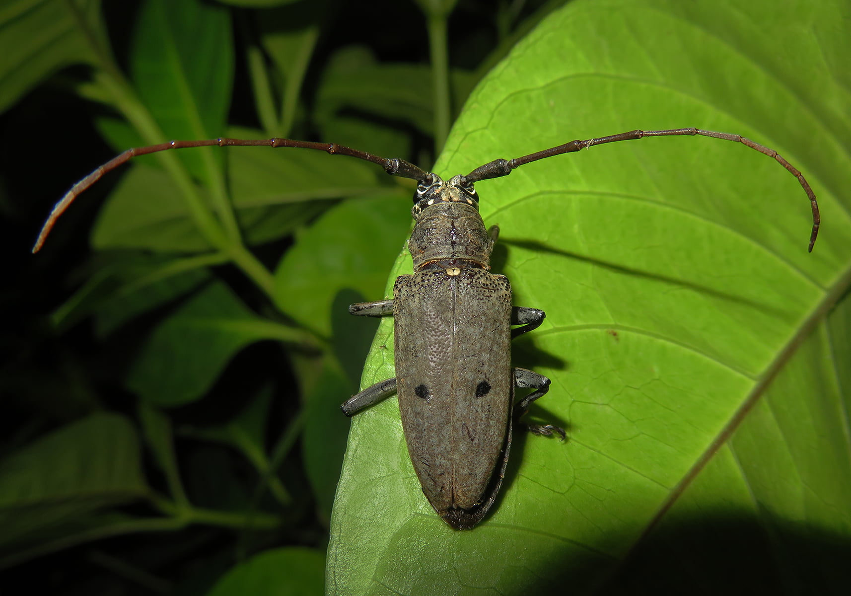 Flat-faced Longhorn Beetles (Pelargoderus bipunctatus) - Bali Wildlife