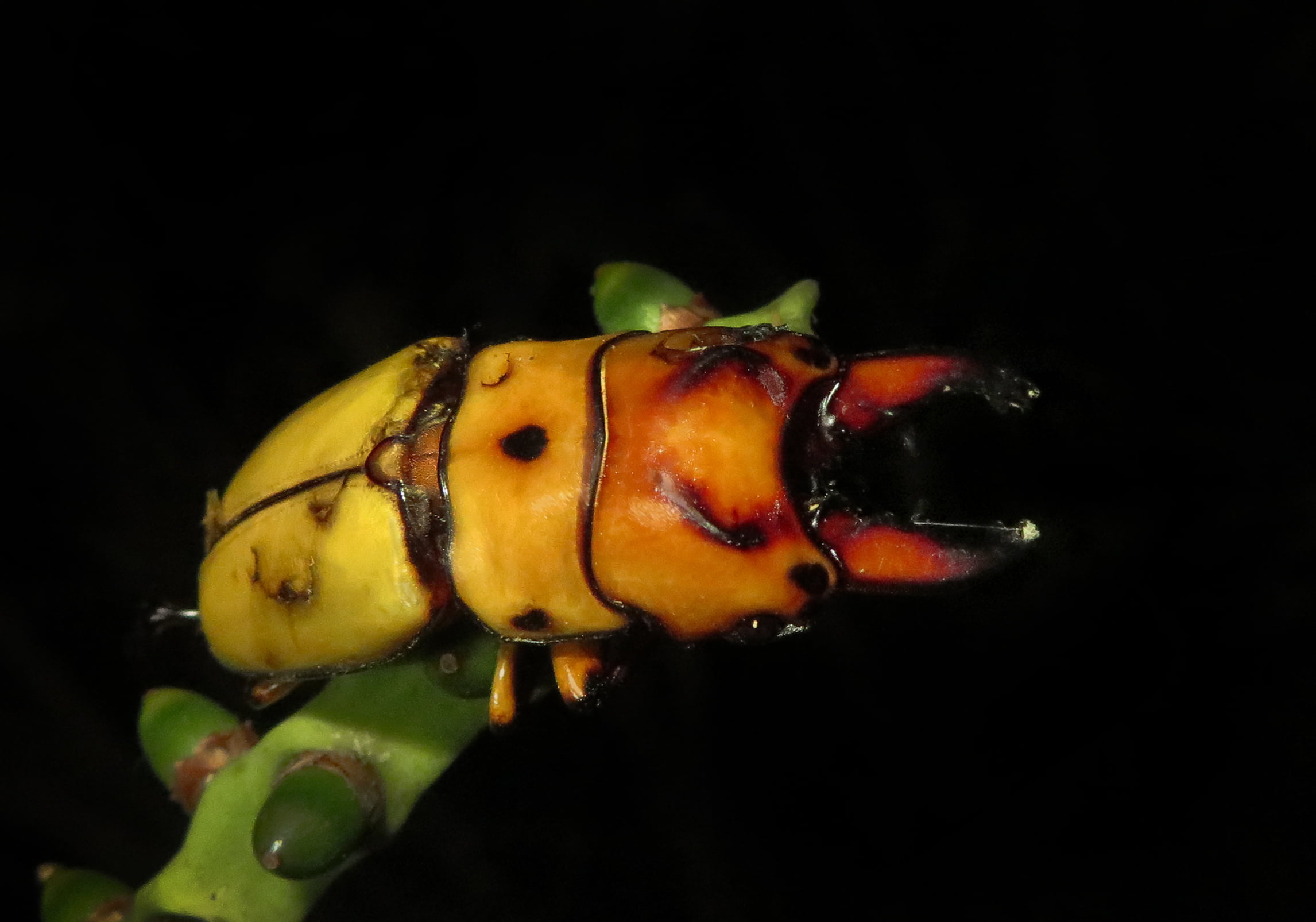 Stag Beetles (Prosopocoilus occipitalis) - Bali Wildlife