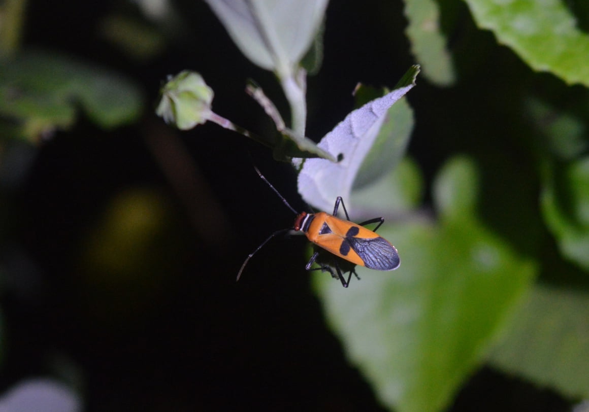Cotton Stainer Bugs (Dysdercus poecilus) - Bali Wildlife