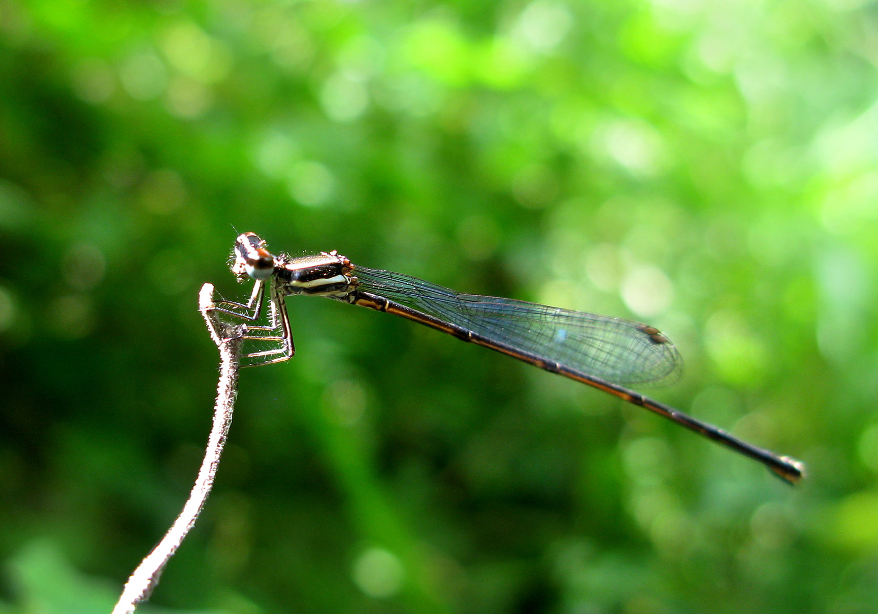 Black Threadtail (Prodasineura autumnalis) - Bali Wildlife
