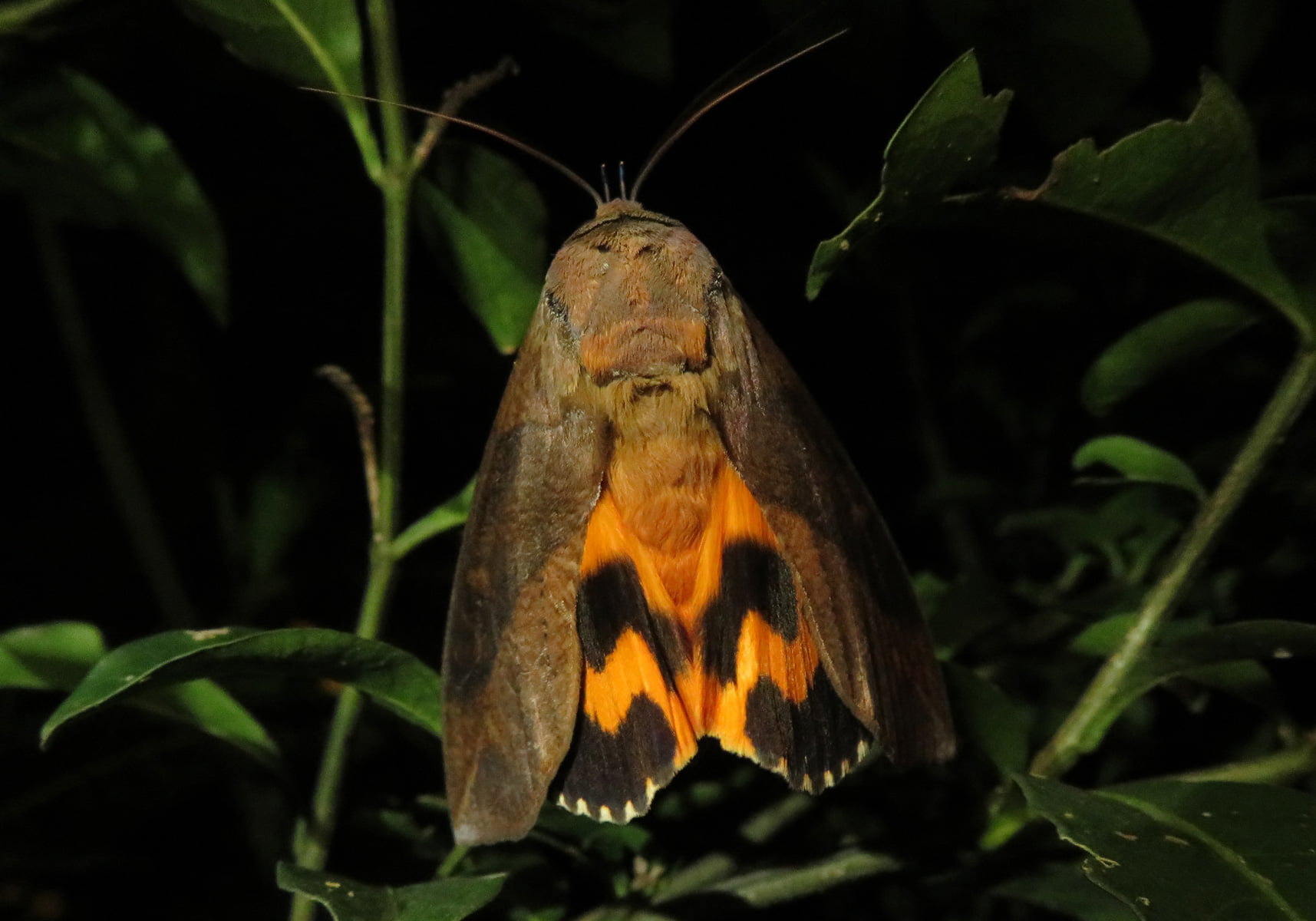 Common Fruit-Piercing Moth (Eudocima phalonia) - Bali Wildlife