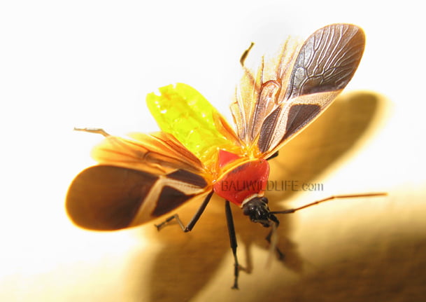 Cotton Stainer Bugs (Dysdercus philippinus) - Bali Wildlife