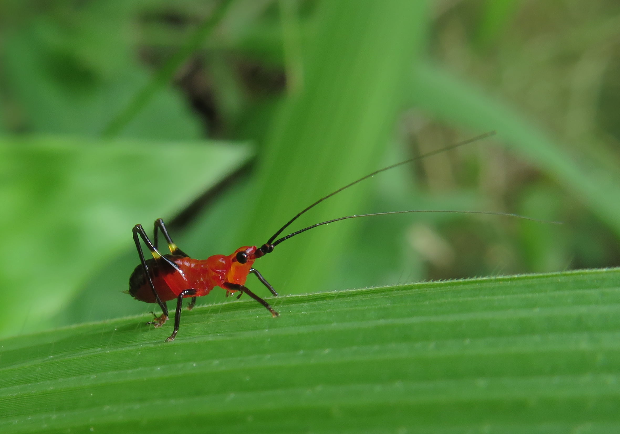 Black-kneed Meadow Katydid (Conocephalus melaenus) - Bali Wildlife