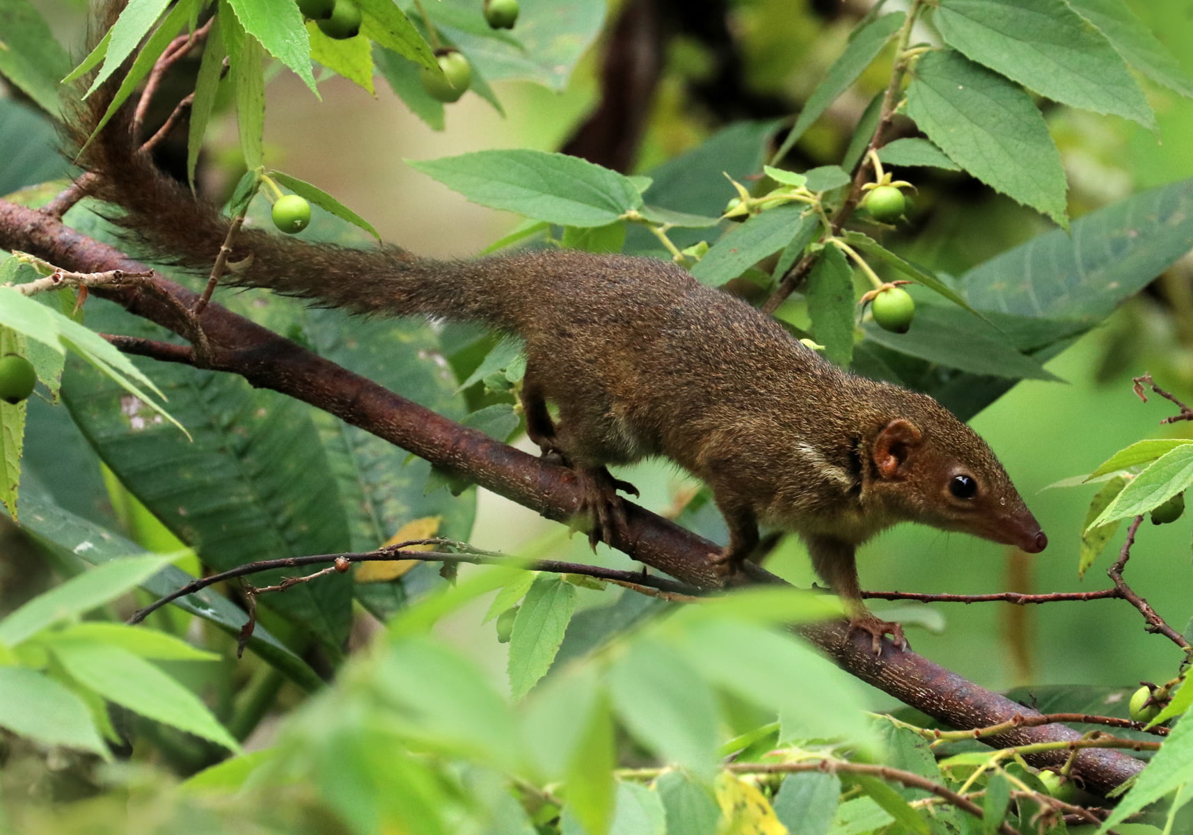 Horsfield's Treeshrew (Tupaia javanica) - Bali Wildlife
