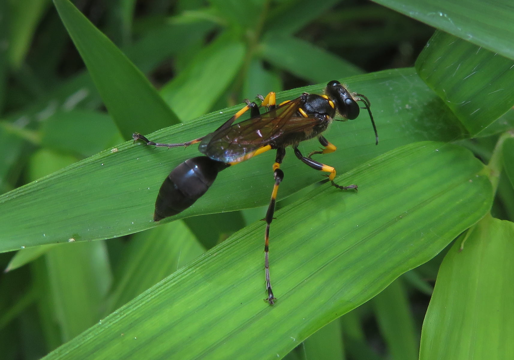 Black Mud-dauber Wasps (Sceliphron madraspatanum) - Bali Wildlife