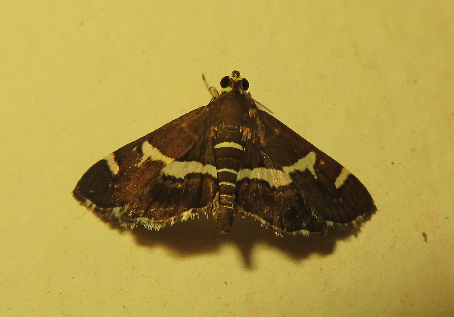 Hawaiian Beet Webworm Moth (Spoladea recurvalis) - Bali Wildlife