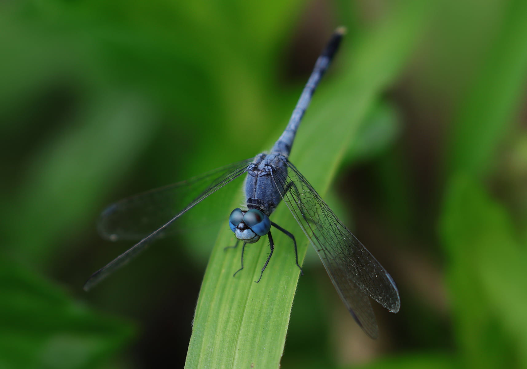 Chalky Percher (Diplacodes trivialis) - Bali Wildlife