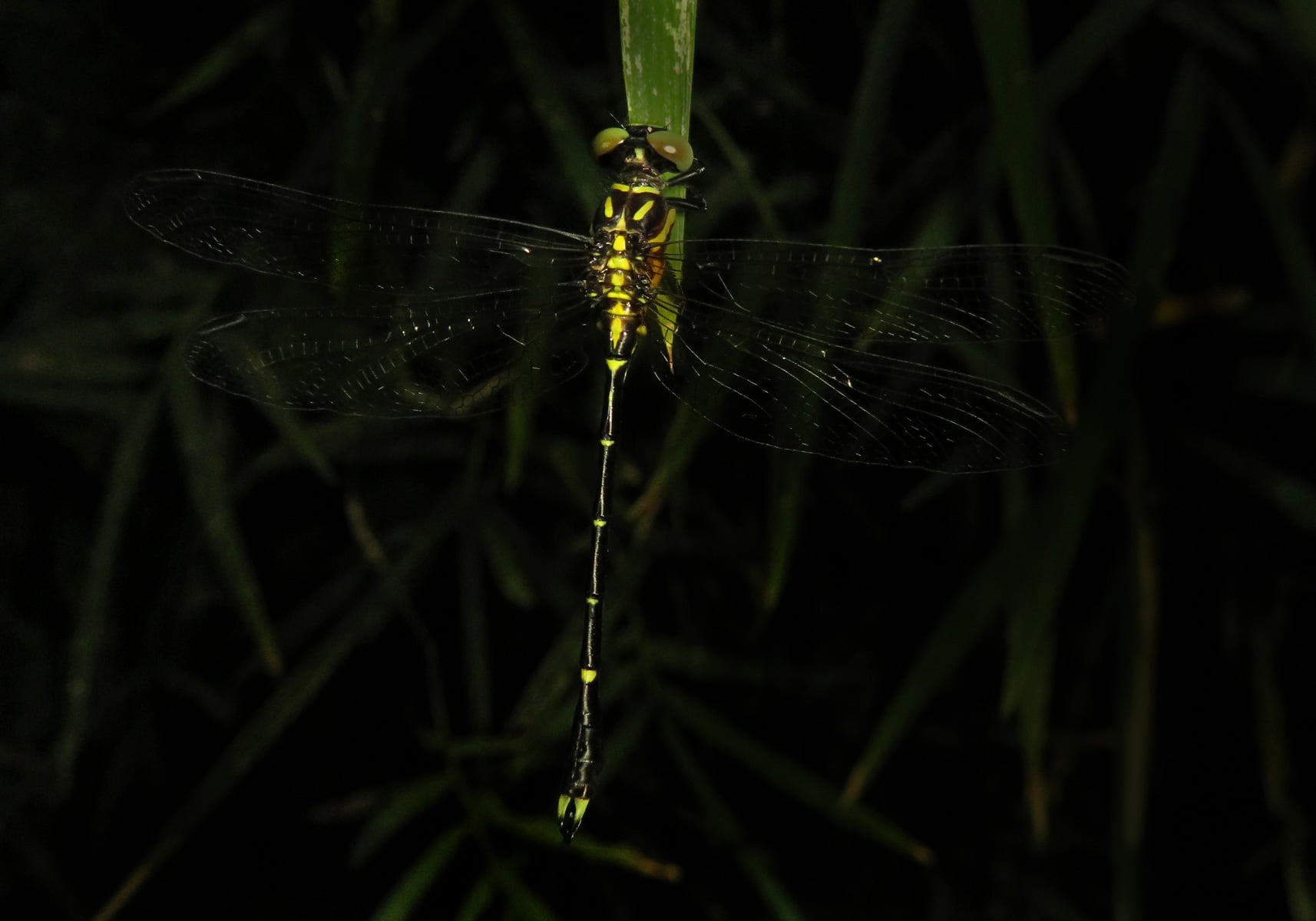 Clubtails (Nepogomphus fruhstorferi) - Bali Wildlife