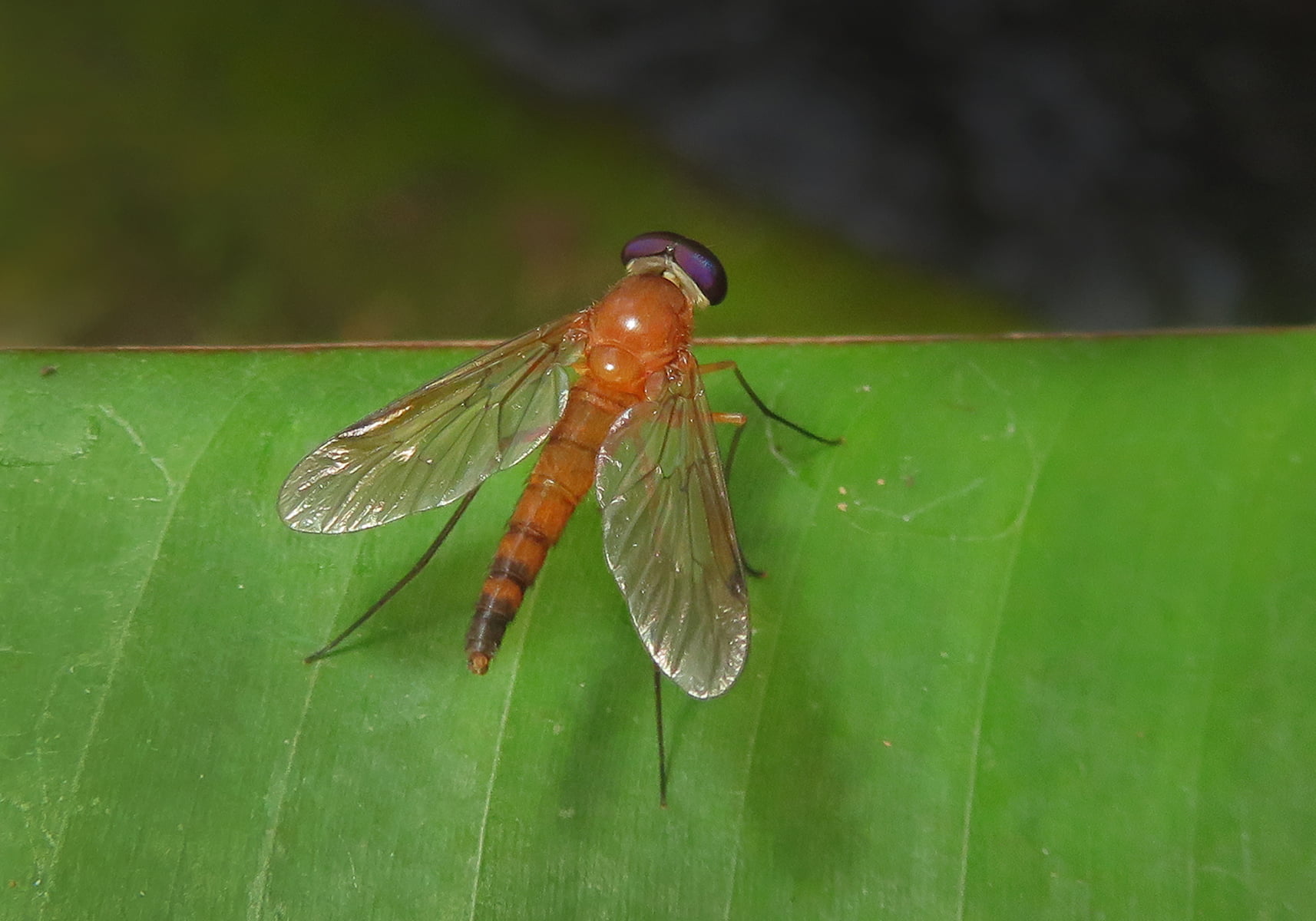 Snipe Flies (Chrysopilus ferruginosus) - Bali Wildlife