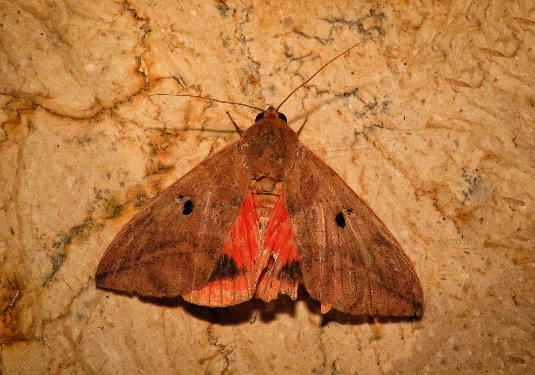 Underwing (Thyas honesta) - Bali Wildlife