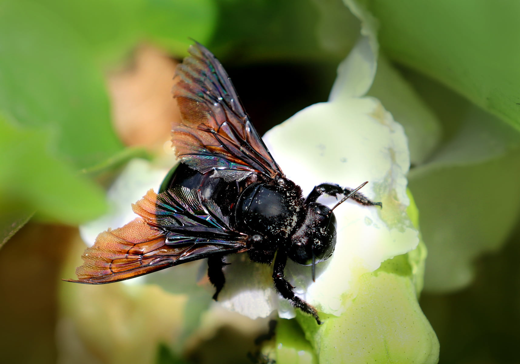 Broad-handed Carpenter Bee (Xylocopa latipes) - Bali Wildlife