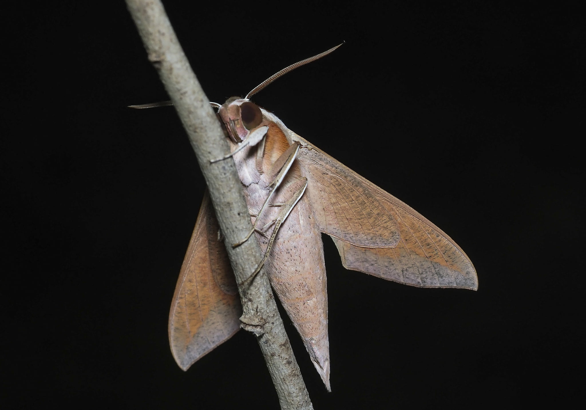 Levant Hawkmoth (Theretra alecto) - Bali Wildlife