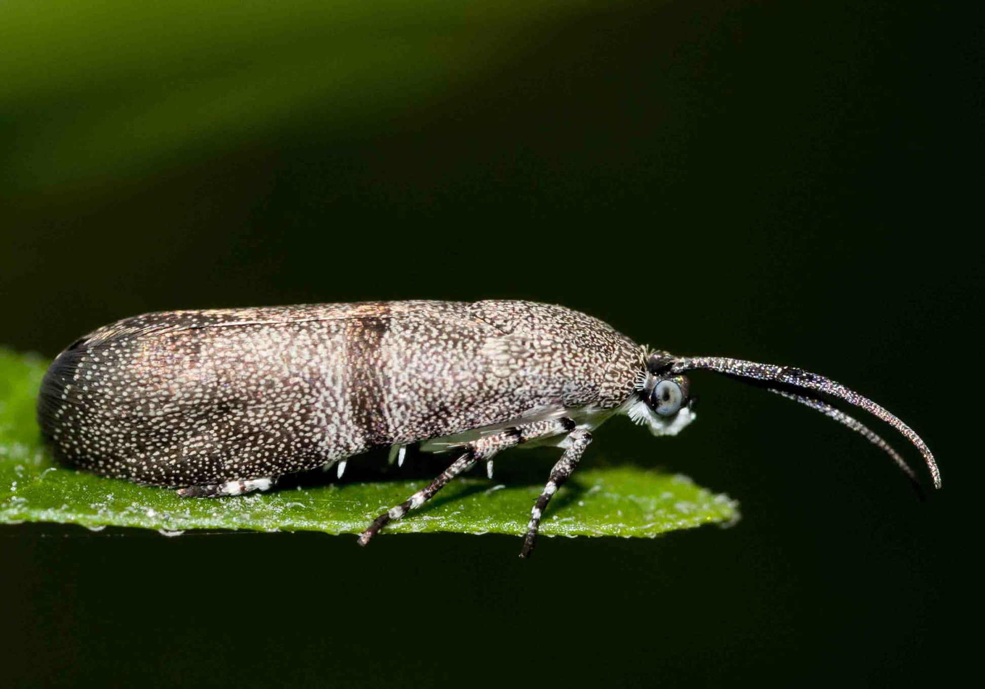 Little Bear Moths (Phycodes minor) - Bali Wildlife