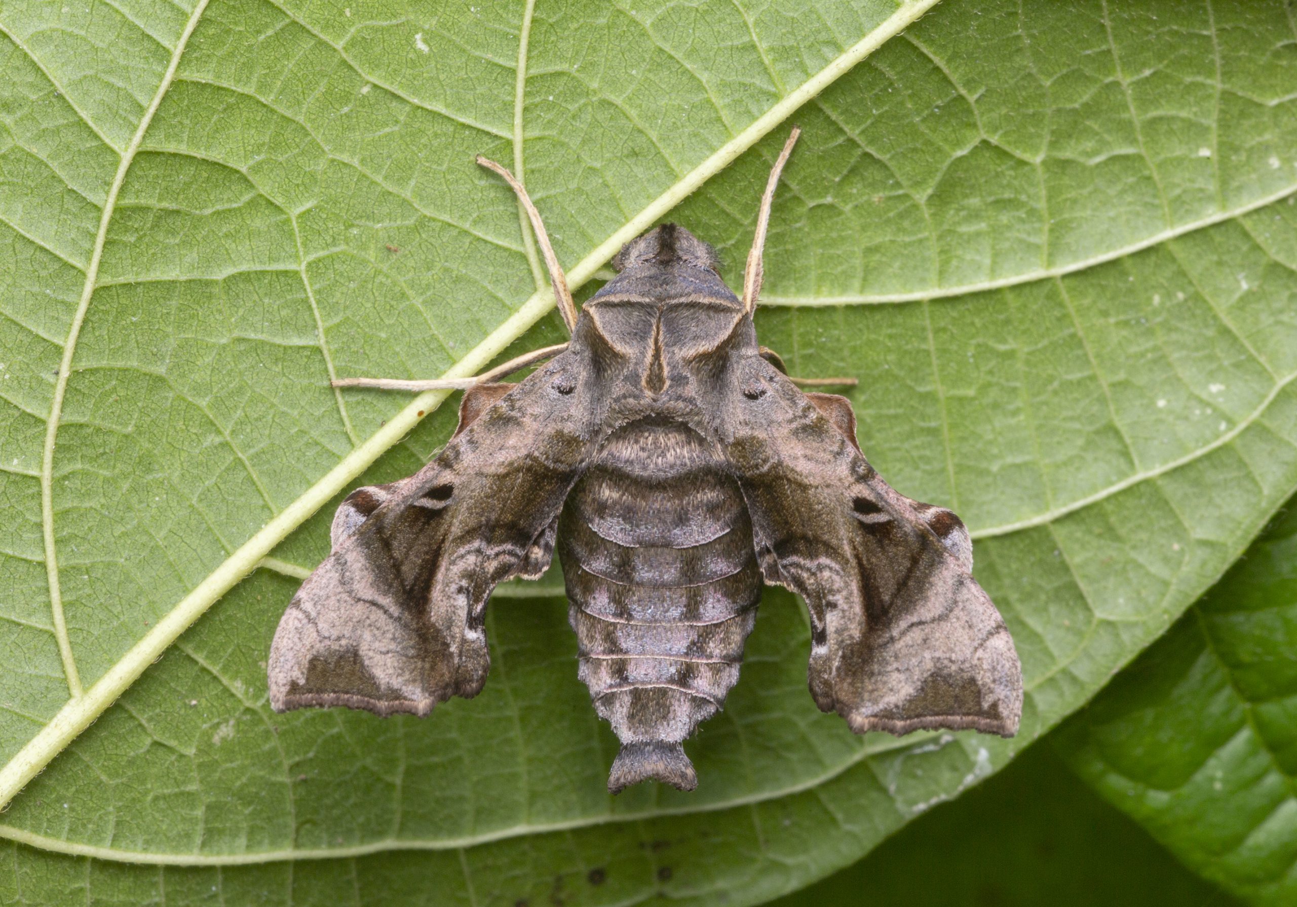 Macroglossine Sphinx Moths (Neogurelca hyas) - Bali Wildlife