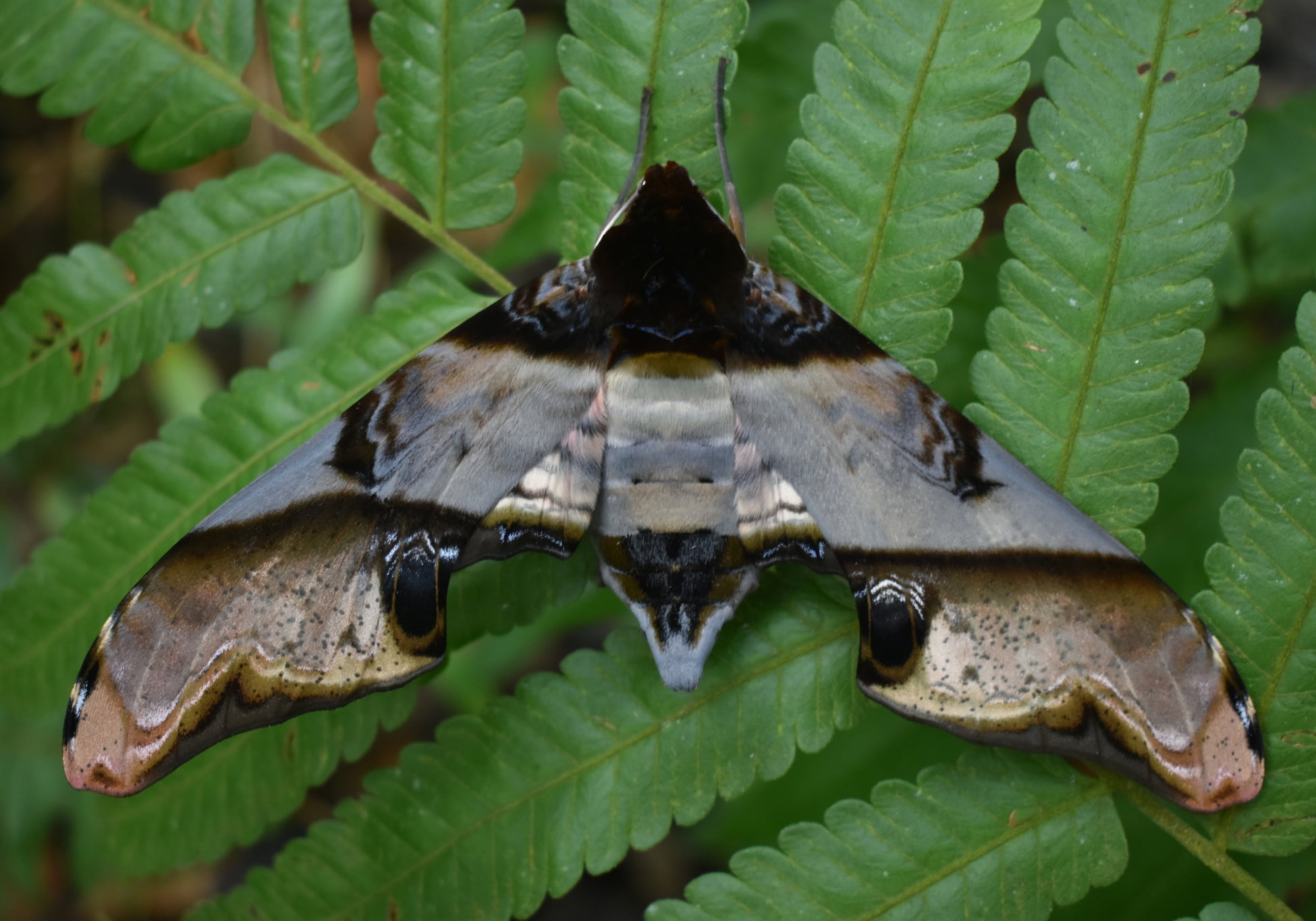 Mango Hawkmoth (Amplypterus panopus) - Bali Wildlife