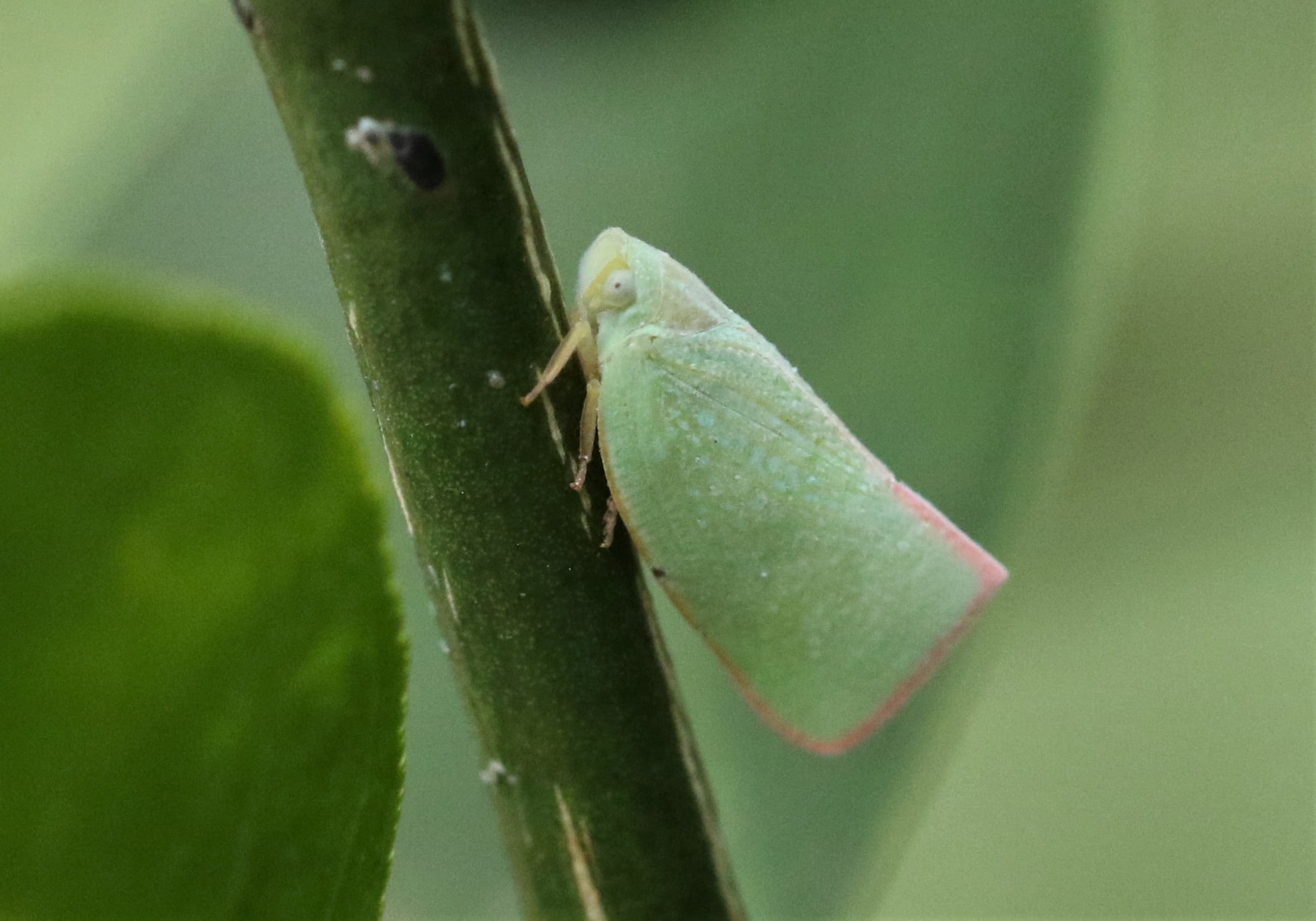 Planthoppers (Geisha distinctissima) - Bali Wildlife