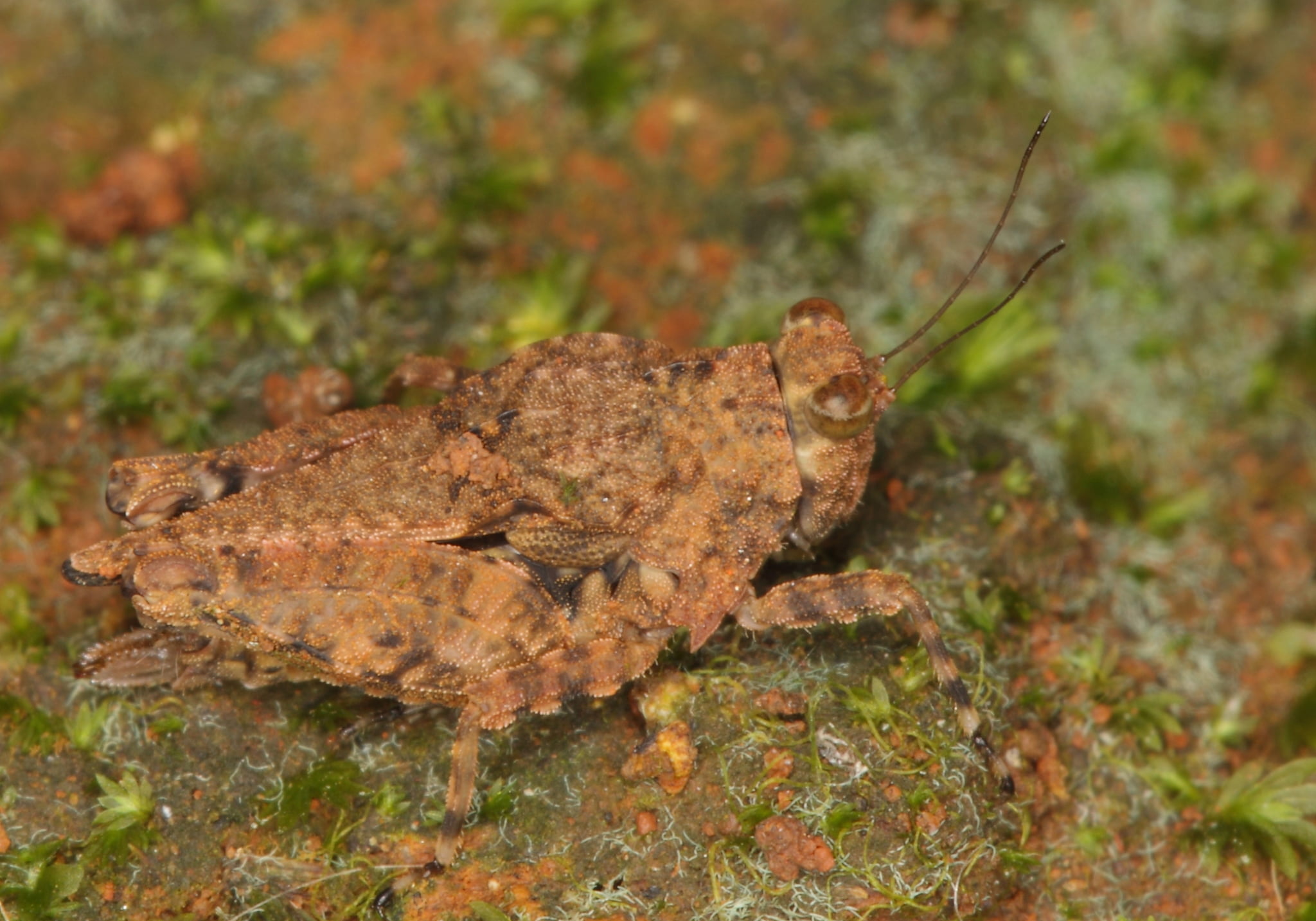 Pygmy Grasshoppers (Thoradonta nodulosa) - Bali Wildlife