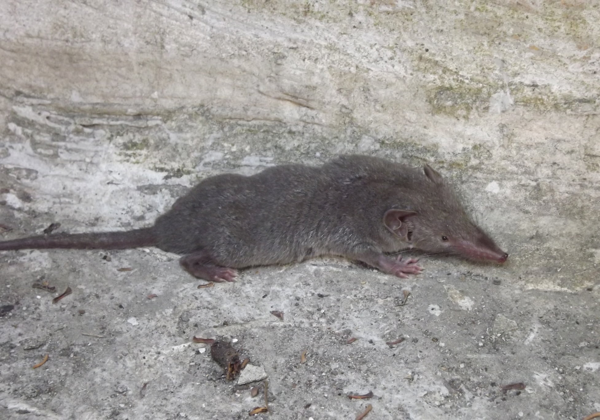 Asian House Shrew Suncus Murinus Bali Wildlife Asian House Shrew Suncus Murinus Bali Wildlife
