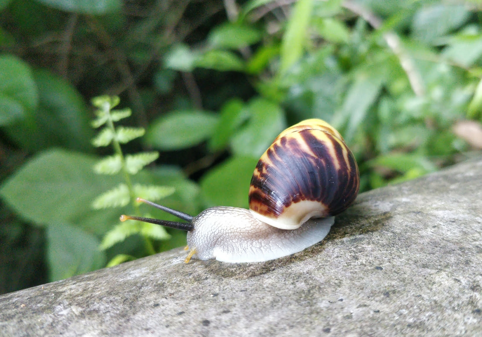 Camaenid Land Snails (Amphidromus perversus) - Bali Wildlife