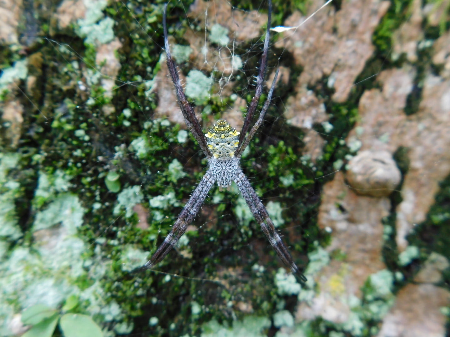 Garden Orbweavers (Argiope modesta) - Bali Wildlife